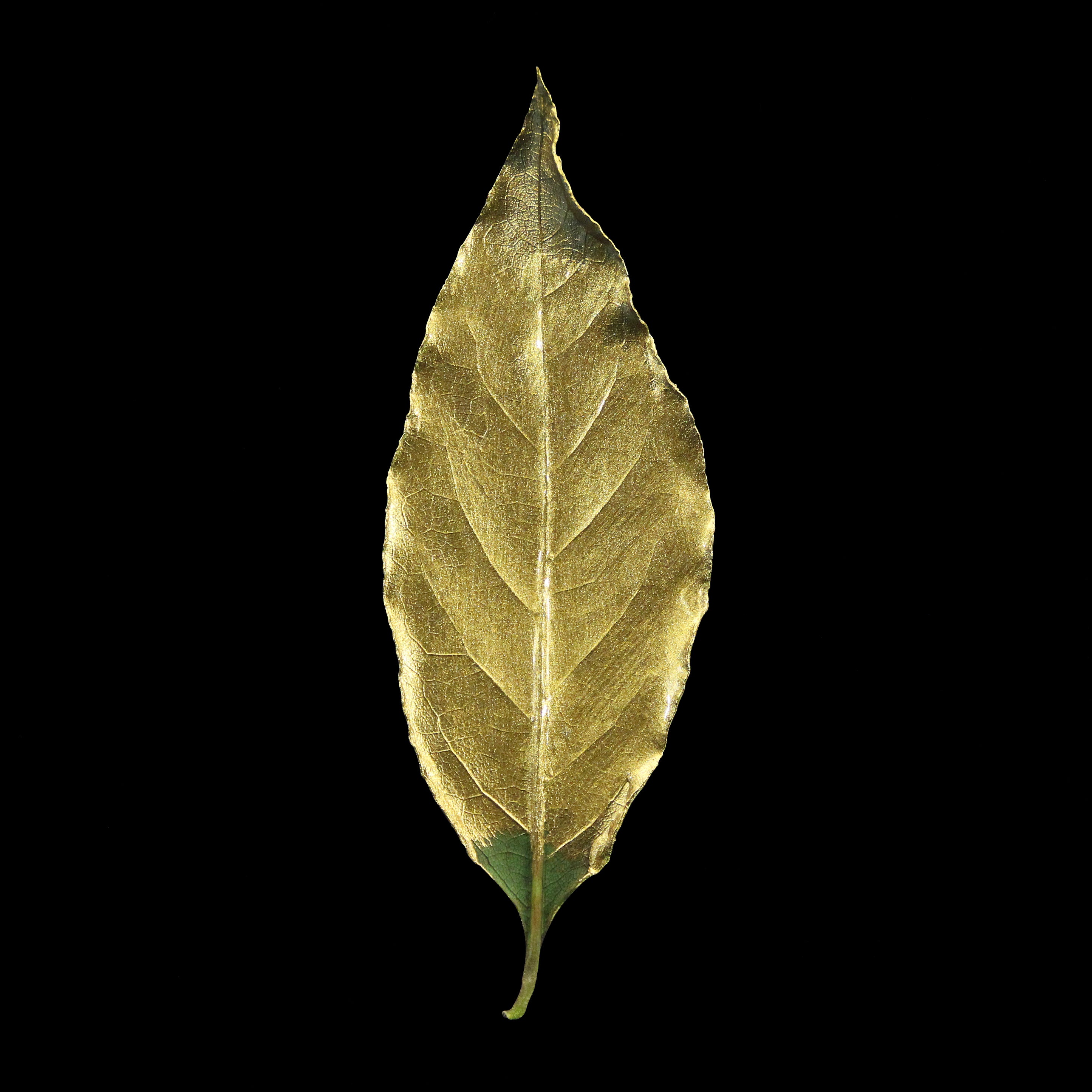 Gold Acrylic Gilding Enamel – Guild Lane