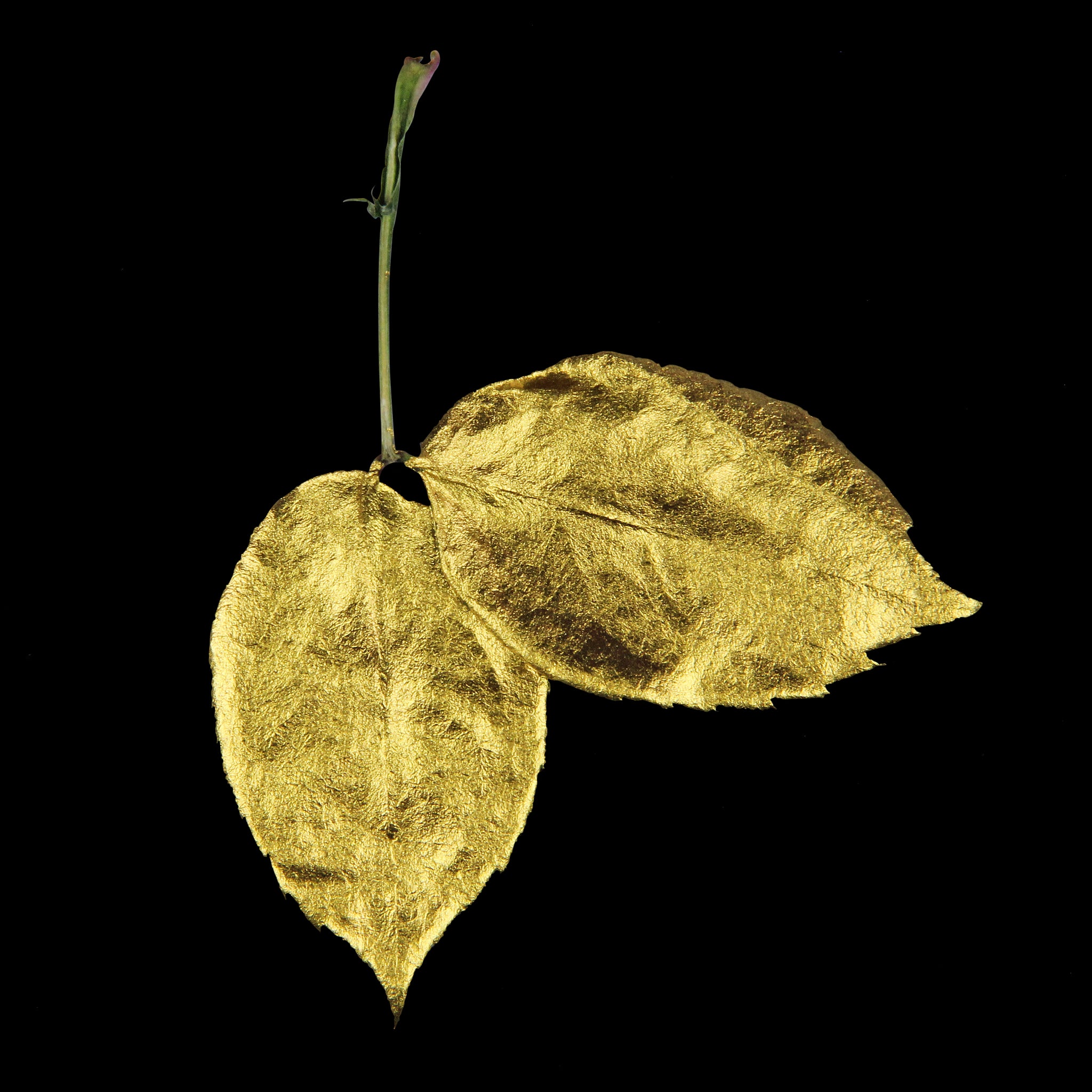 Gold Acrylic Gilding Enamel – Guild Lane