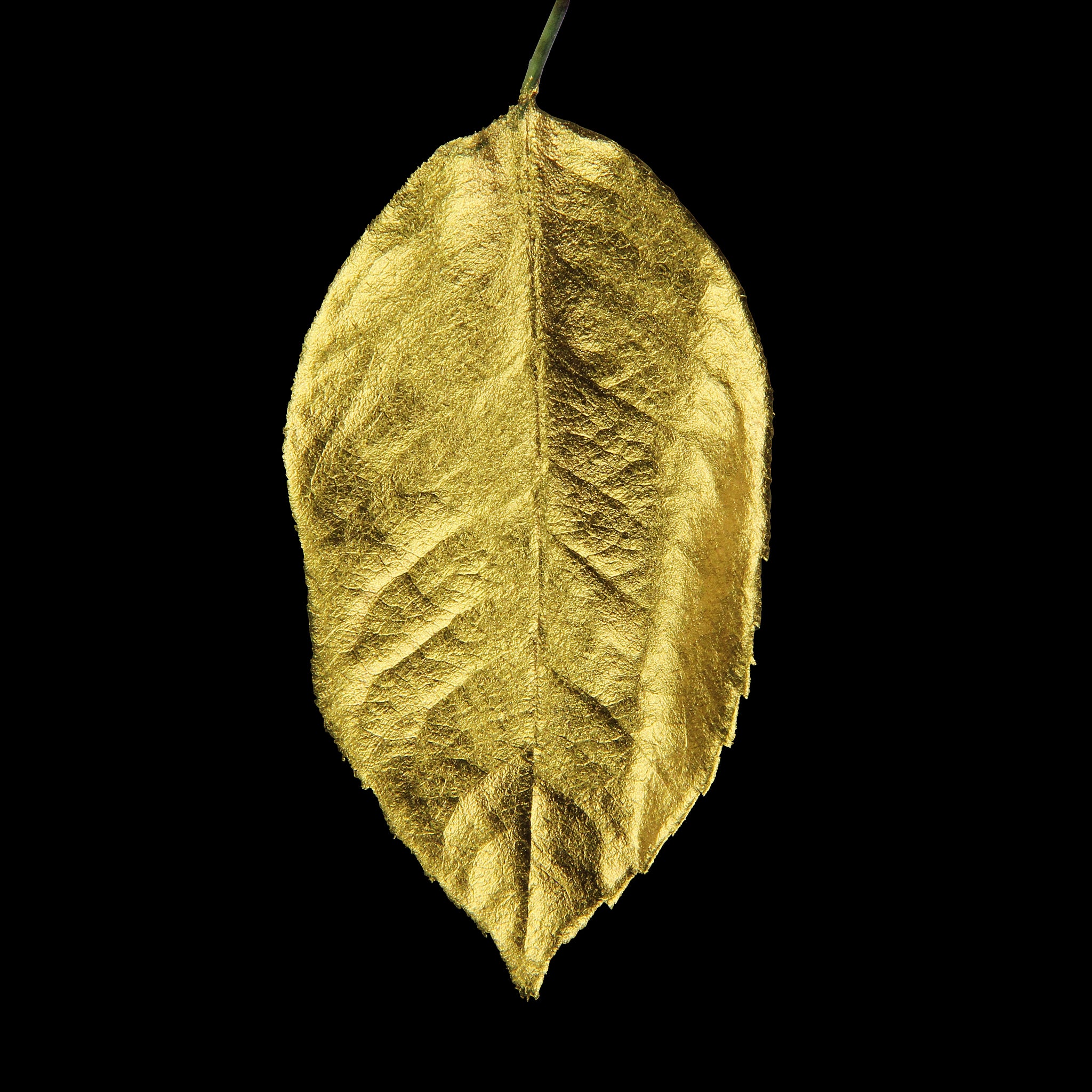 Gold Acrylic Gilding Enamel – Guild Lane